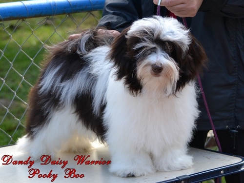 Dandy Daisy Warrior Pooky Boo, chocolate white parti colored havanese ...