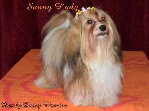 Dandy Daisy Warrior Sunny Lady, red colored havanese female, Our ...