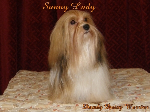 Dandy Daisy Warrior Sunny Lady, red colored havanese female, Our ...